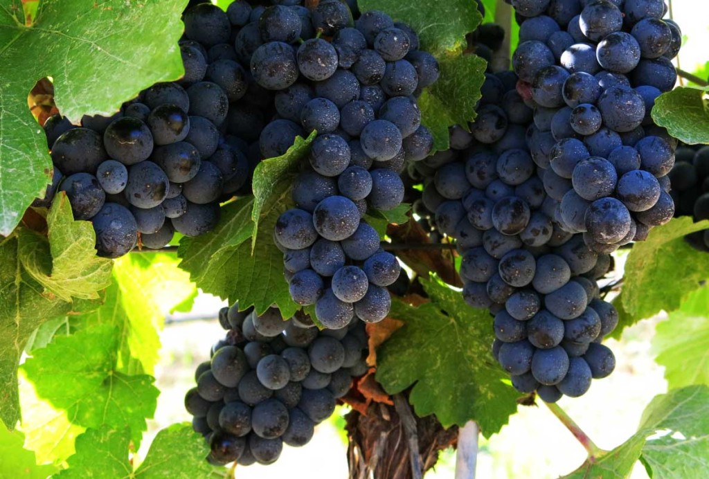 Handy list of BC Wineries - BCWineTrends