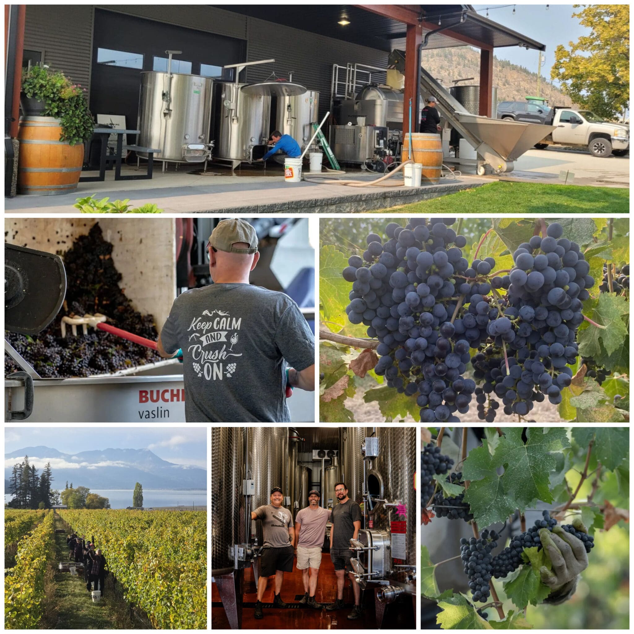 BC Harvest 2025: A Vintage of Renewal and Quality - BCWineTrends
